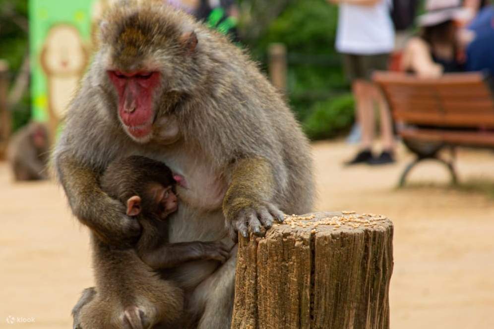 Garden of Eden in Arashiyama Private Tour - Klook