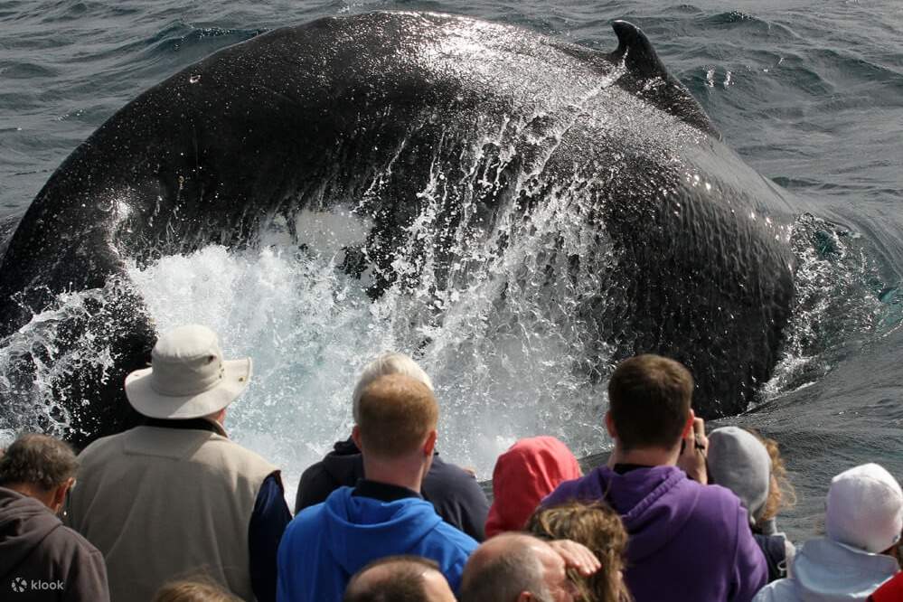 黄金海岸豪华观鲸 - Klook客路