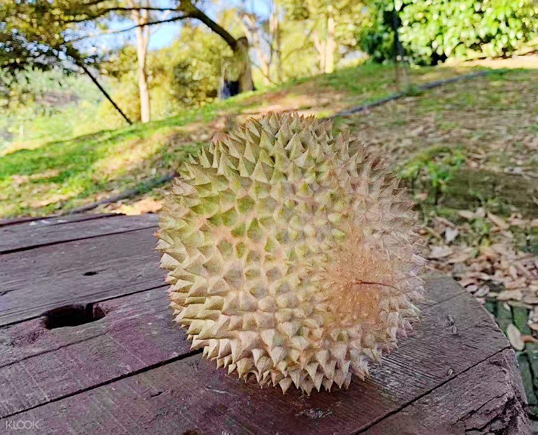Musang King Durian in Hong Kong - Klook Philippines