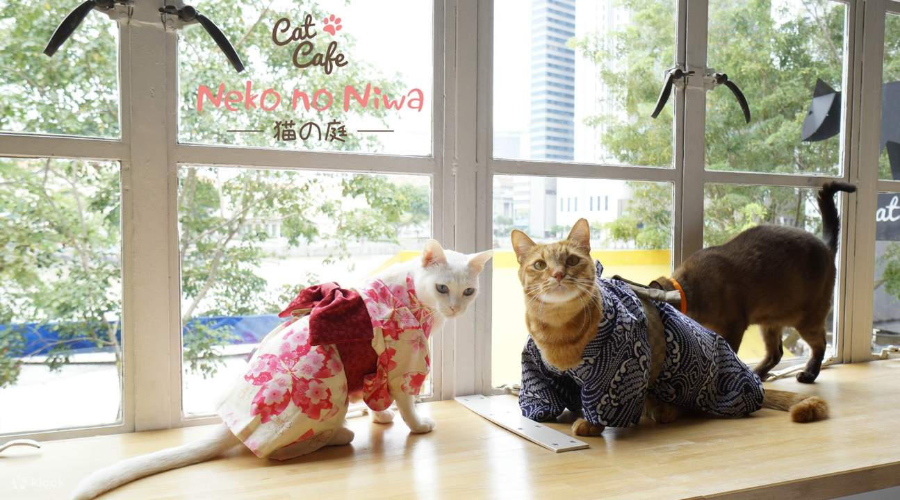 Discounted Entry to Cat Cafe Neko no Niwa in Boat Quay, Singapore ...