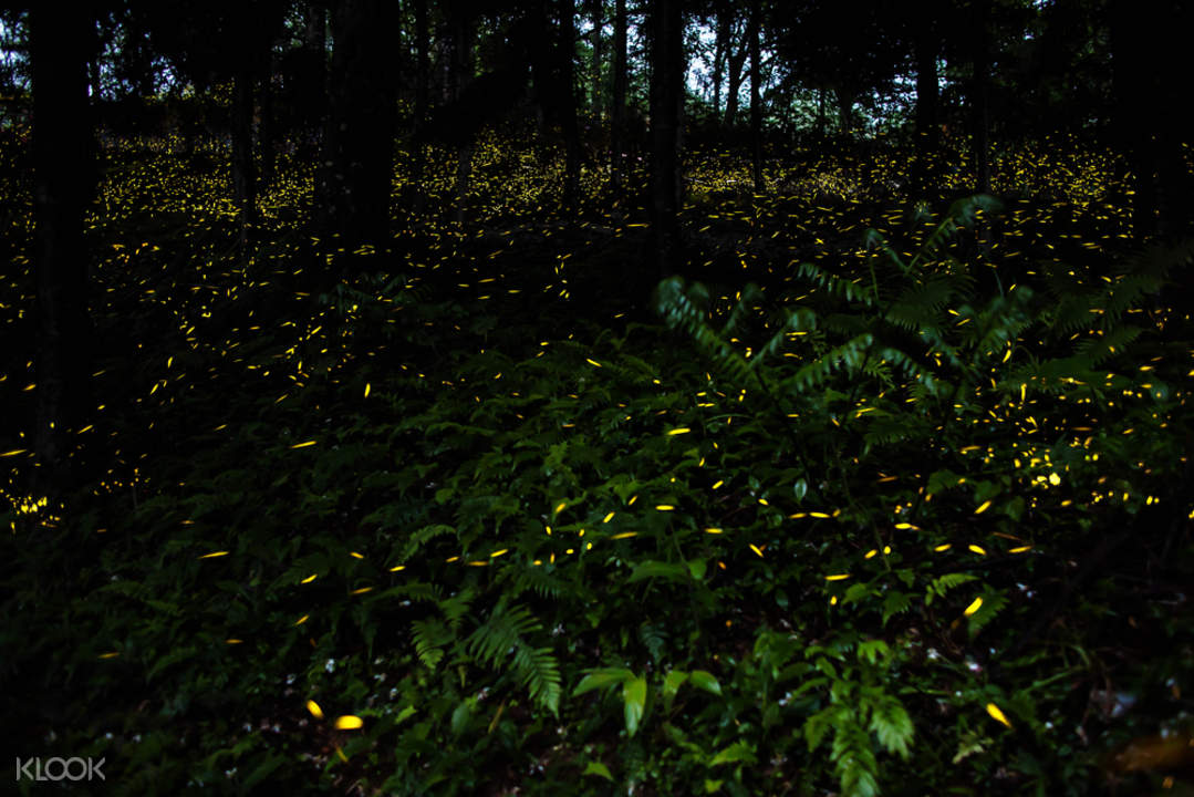 Tamau Cilipadi Wildlife World & Sunset Fireflies Cruise