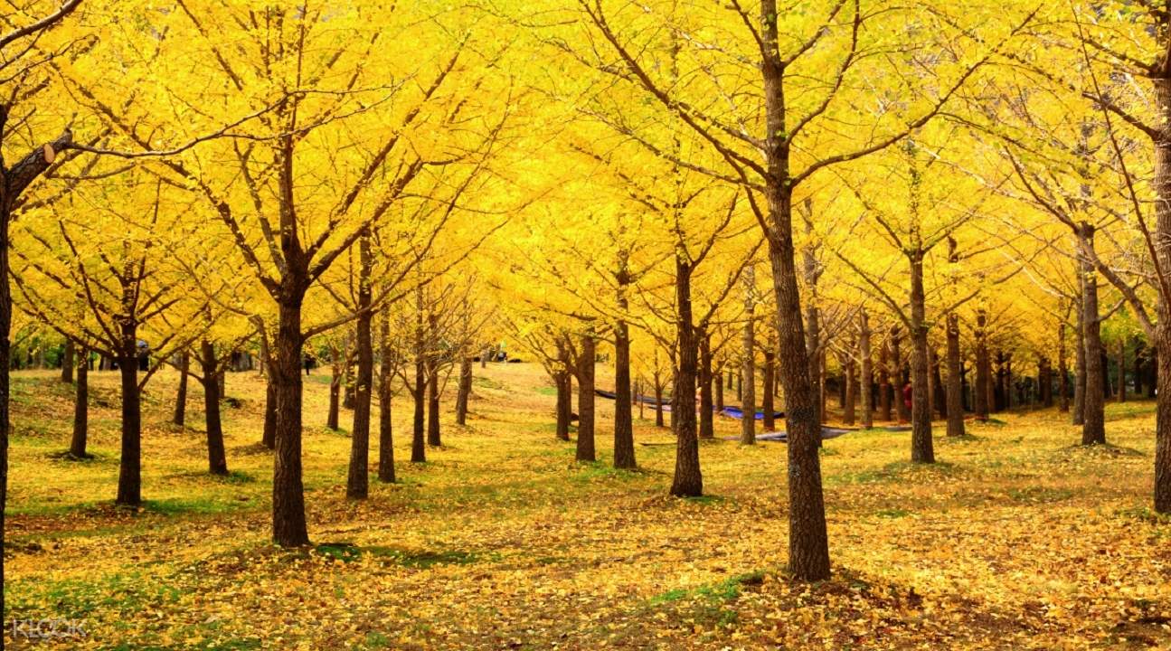 Seoraksan National Park and Hongcheon Ginkgo Forest Day Tour from Seoul ...