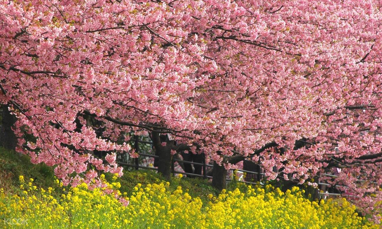 Kawazu-zakura & Joren Falls Tour from Tokyo
