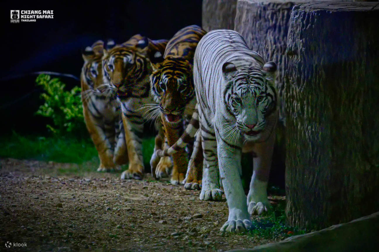 Mag-book ng Chiang Mai Night Safari Park Tour Online