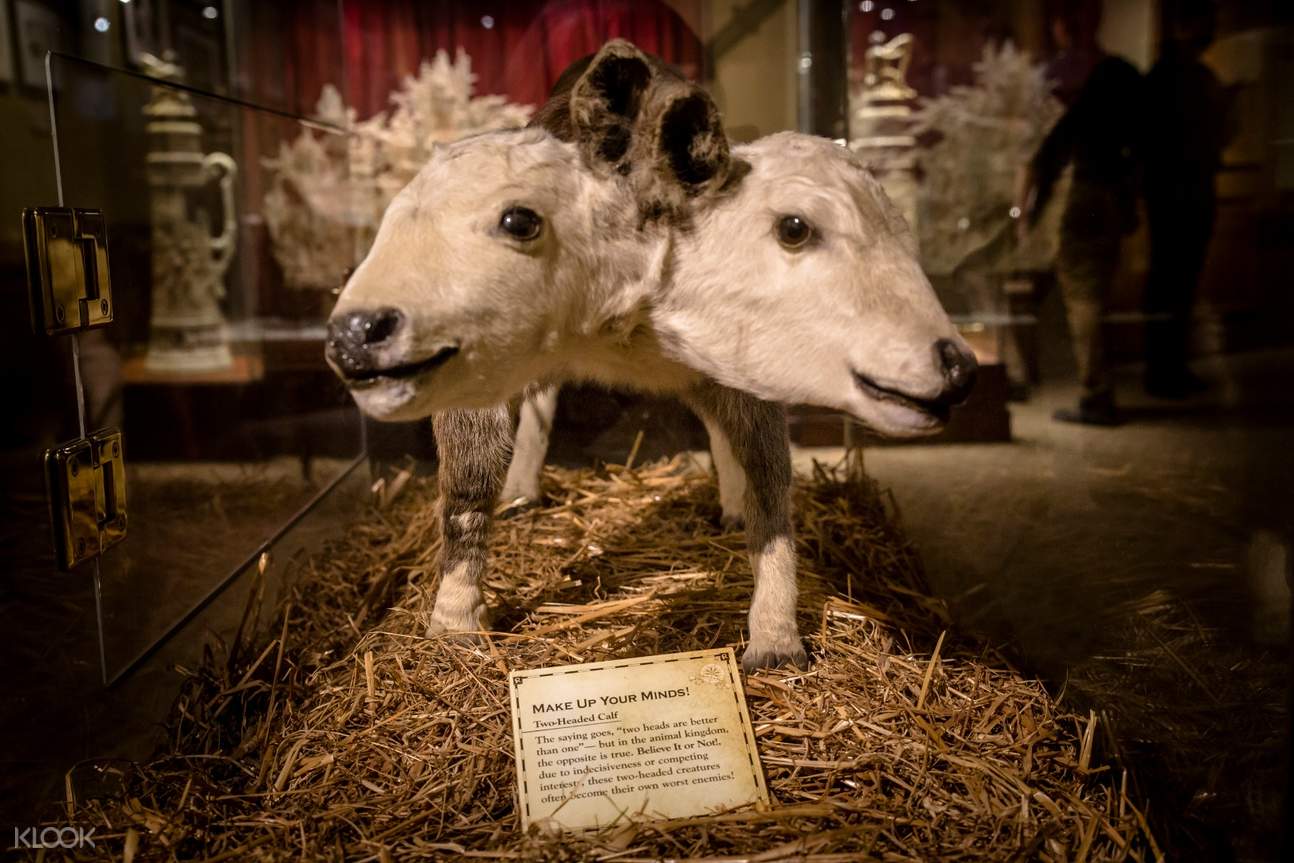 Ripley's Believe It or Not! in New York