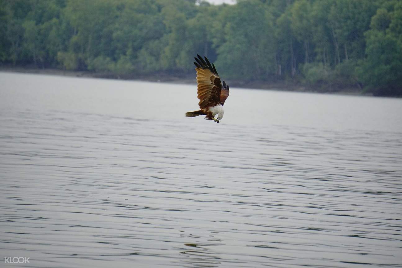Eagle Feeding Experience in Kuala Selangor - Klook Malaysia