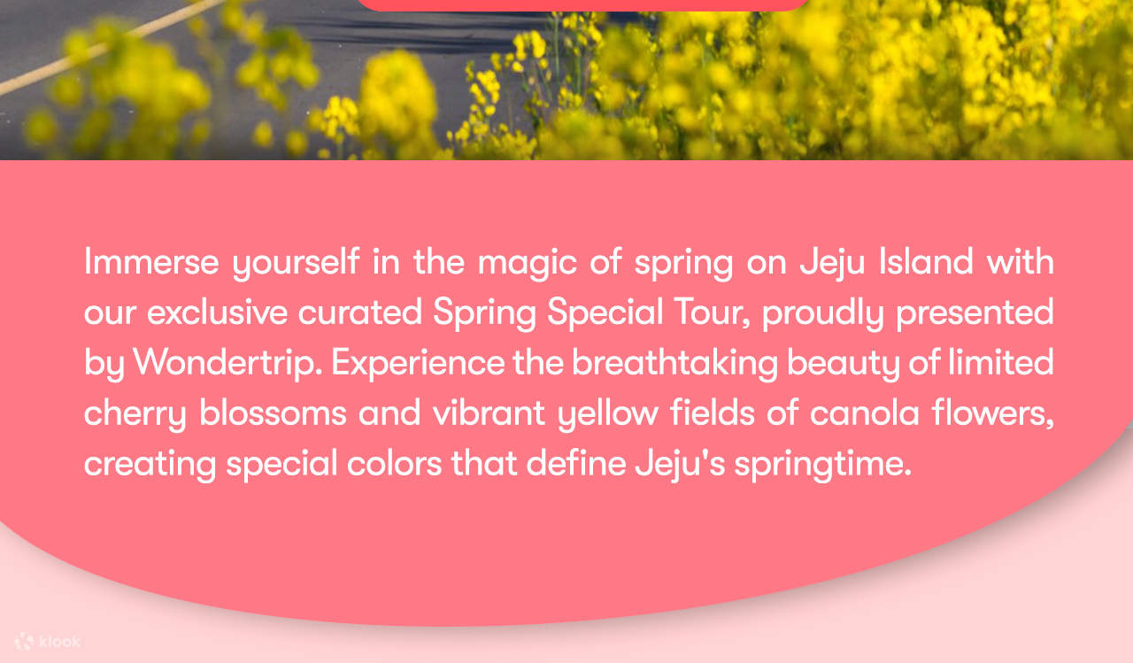 Jeju Canola Flower & Cherry Blossom Private Day Tour (By Wondertrip ...