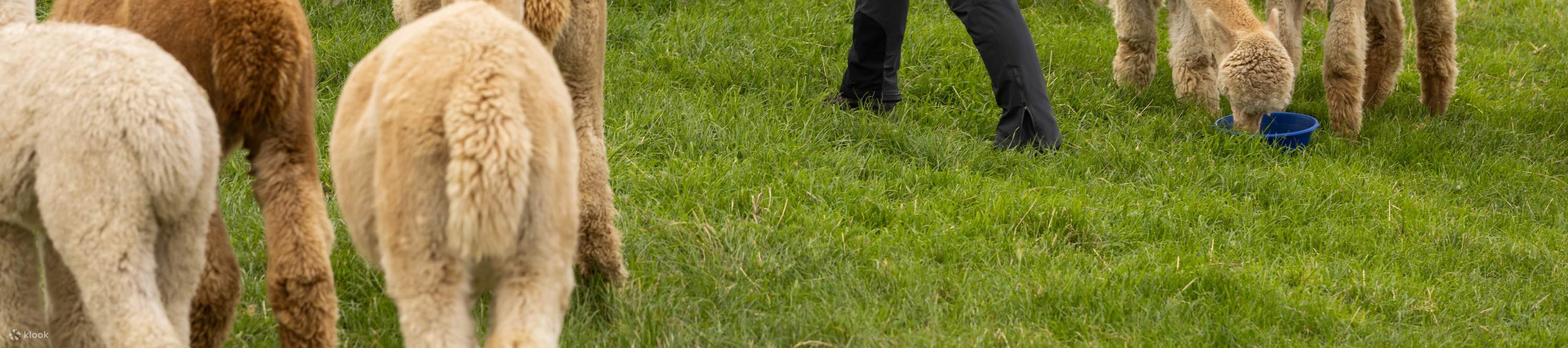 Akaroa Shamarra Alpaca Farm Tour - Klook Singapore