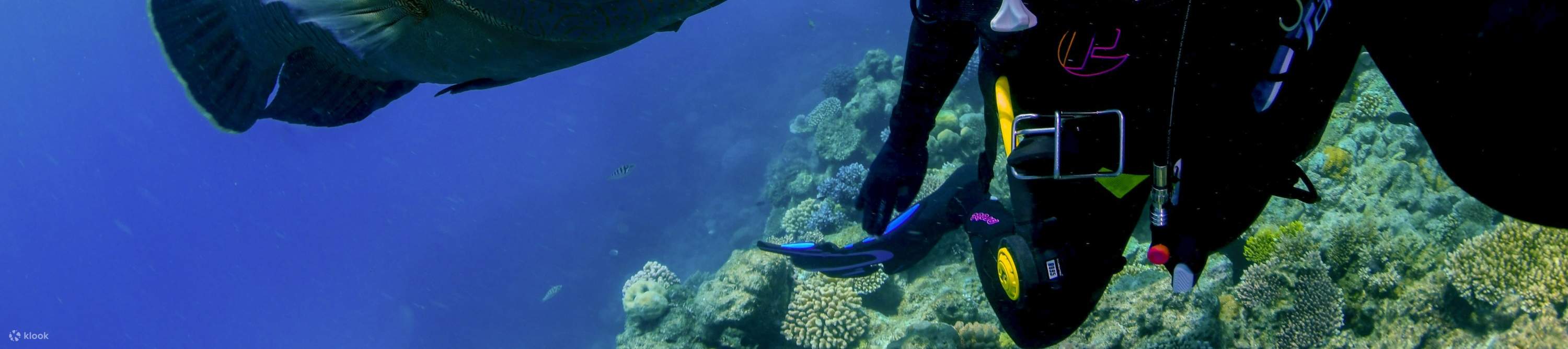 Great Barrier Reef Full Day Diving Tour from Cairns - Klook Australia