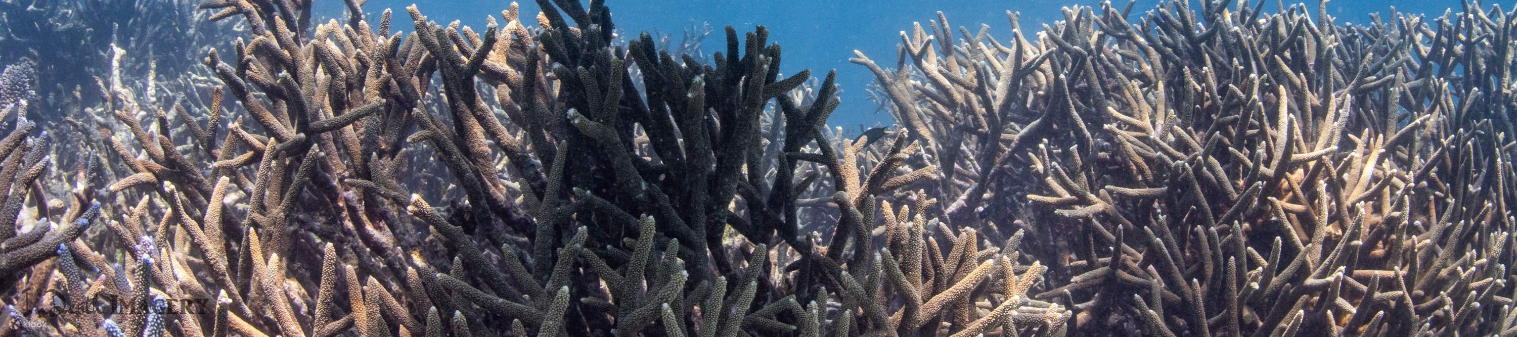 1 Hour Coral Viewing Tour in Coral Bay - Klook Philippines