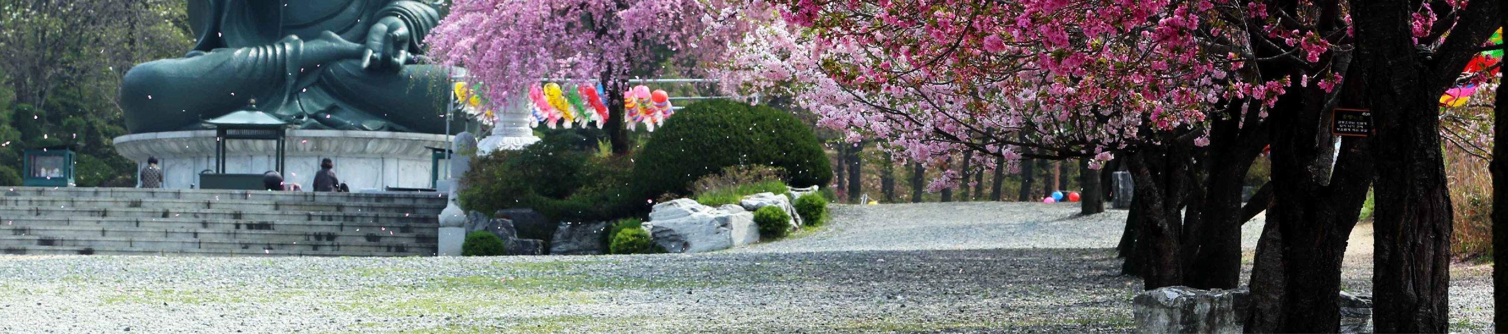 Cherry Blossom Suwon Hwaseong Fortress Tour from Seoul - Klook