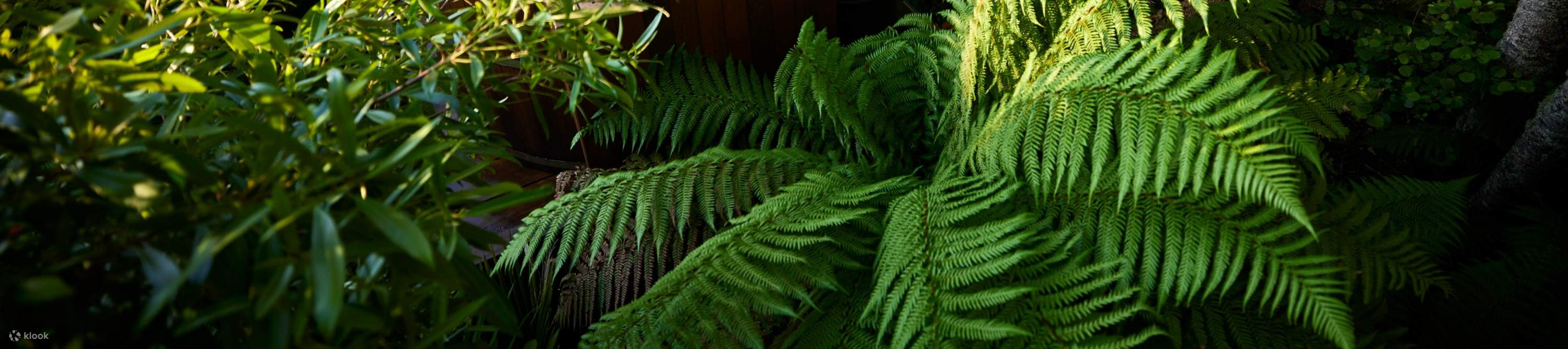 Secret Spot Cedar Hot Tubs in Rotorua - Klook New Zealand