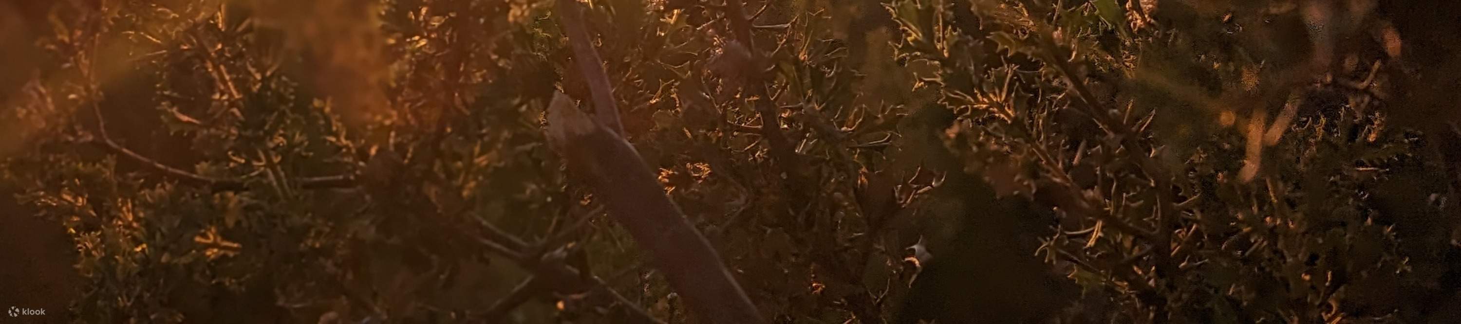 Perth to Pinnacles Self-Guided Driving Tour - Klook Australia