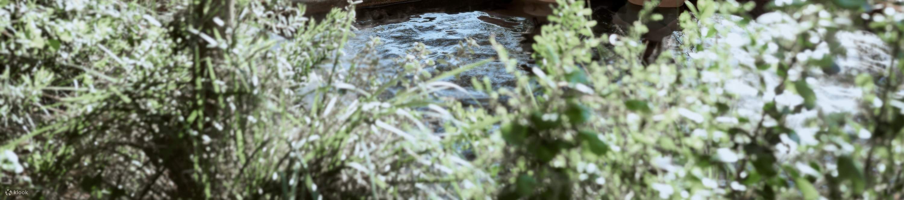 Erlebnis der Teezeremonie in den Peninsula Hot Springs - Klook ...