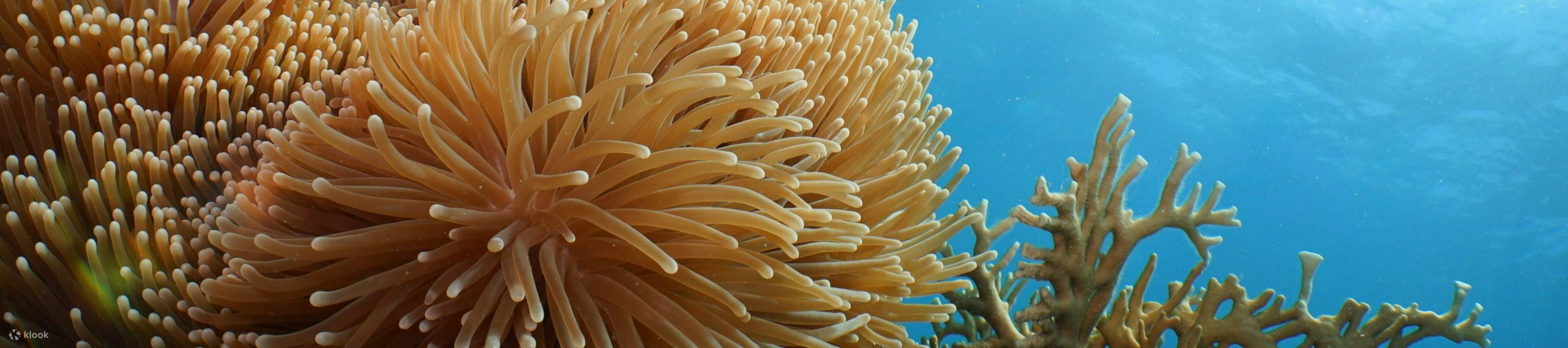 Outer Barrier Reef from Port Douglas - Klook