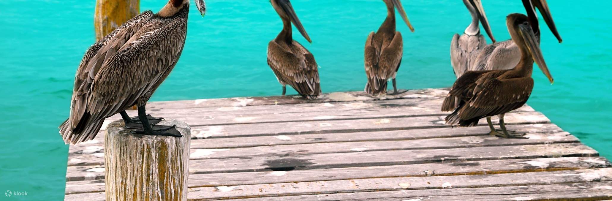 Isla Mujeres Catamaran Tour With Buffet And An Open Bar Klook United States 