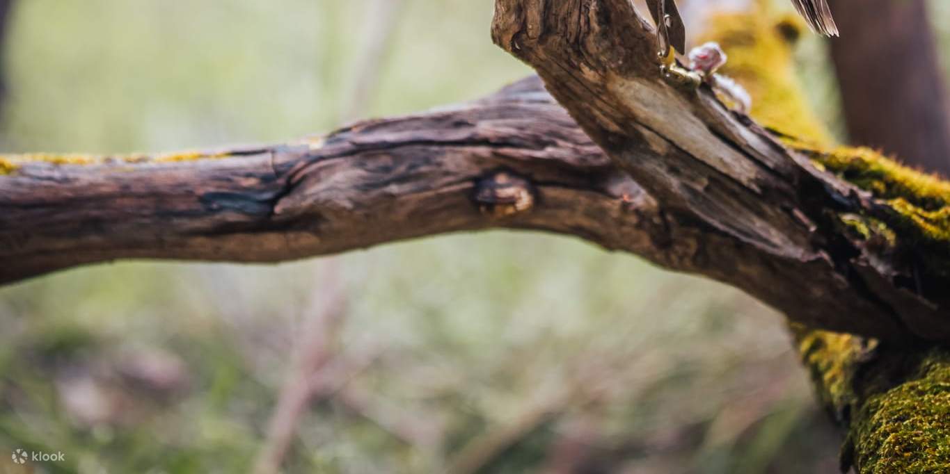 Capes Raptor Centre Ticket in Margaret River - Klook