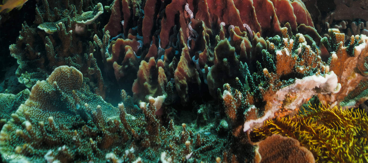 Relaxing 10 Dive Moalboal Reef Package with PADI 5 Star Dive Resort ...