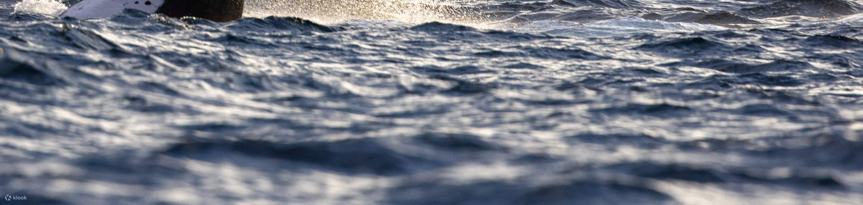2-Hour Ocean Whale Watching Experience from Barangaroo - Klook Hong Kong