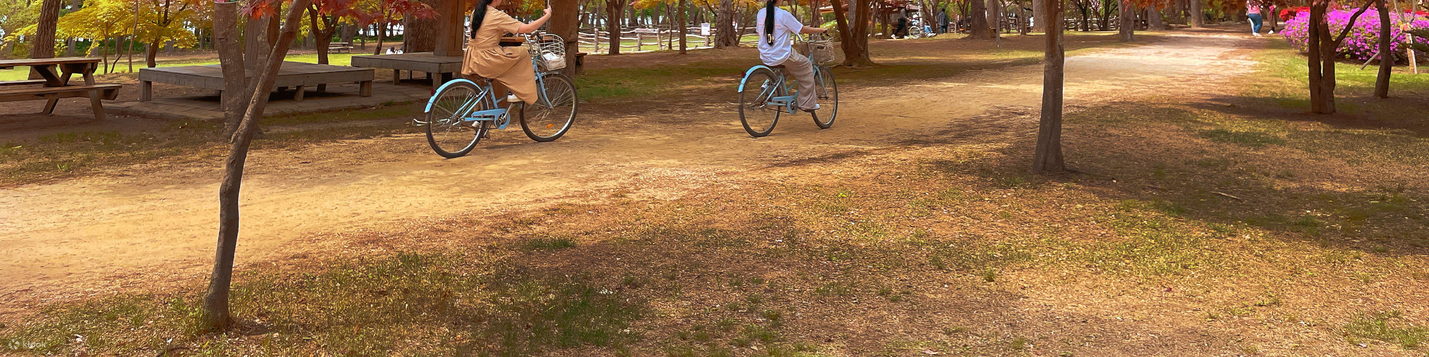 Nami Island & Nijimori Japan & Morning Calm & Railbike & Alpaca - Klook ...