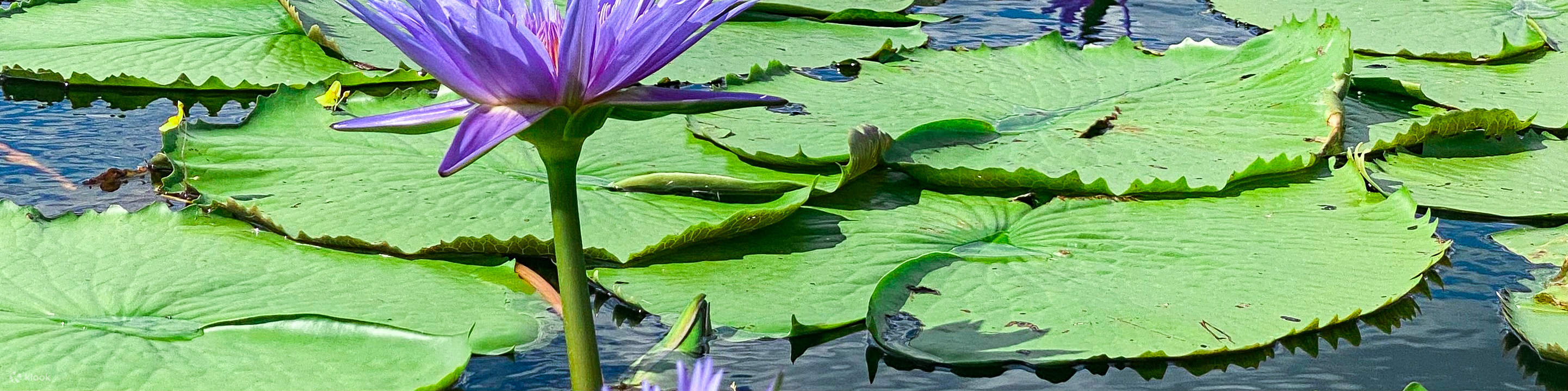 Rayong Aquarium and Suan Son Beach One Day Trip from Pattaya - Klook India