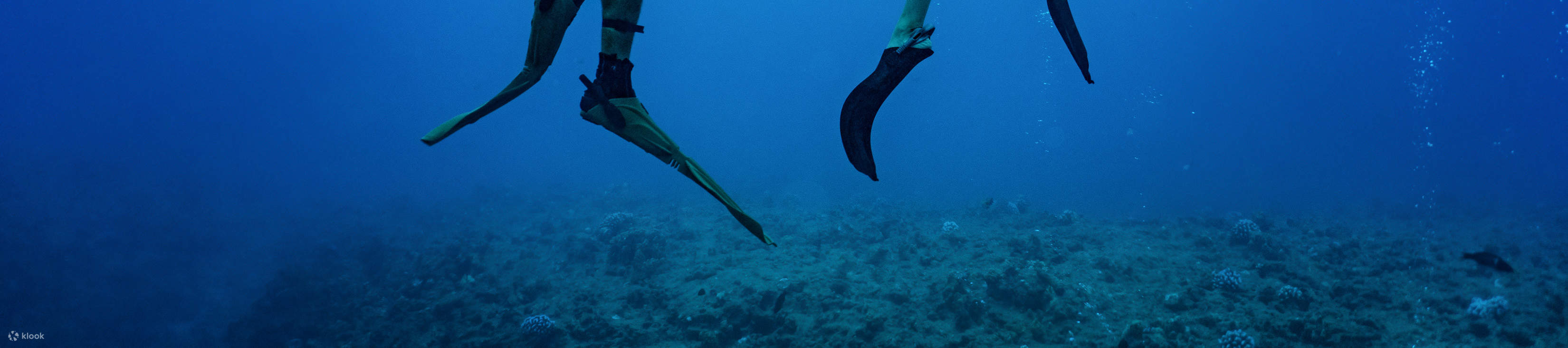 PADI Open Water Diver [eLearning] in Hawaii with PADI 5 Star IDC - Klook