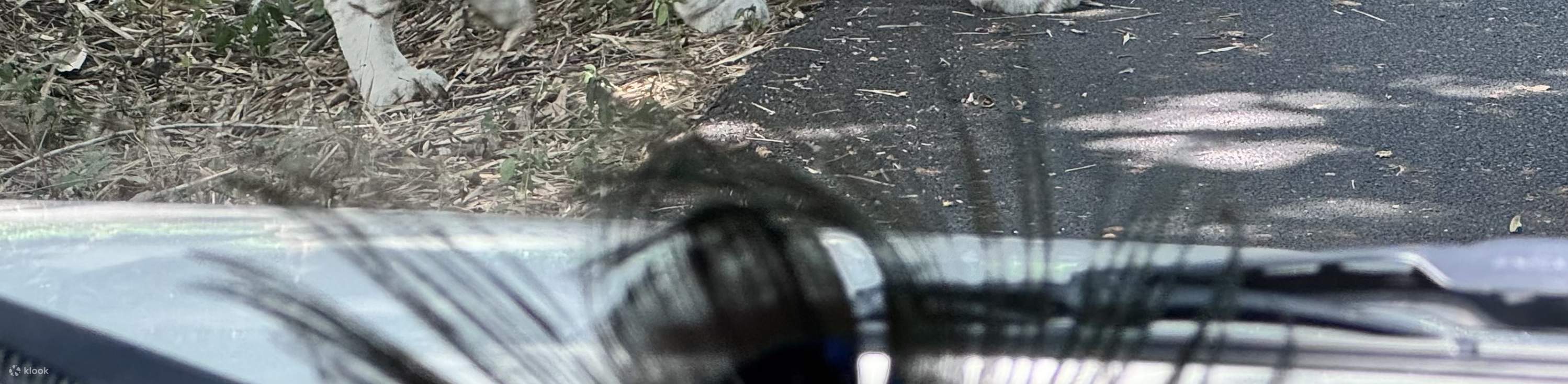 Wild Life Jeep Safari Tour at Bannerghatta with Private Transfer ...