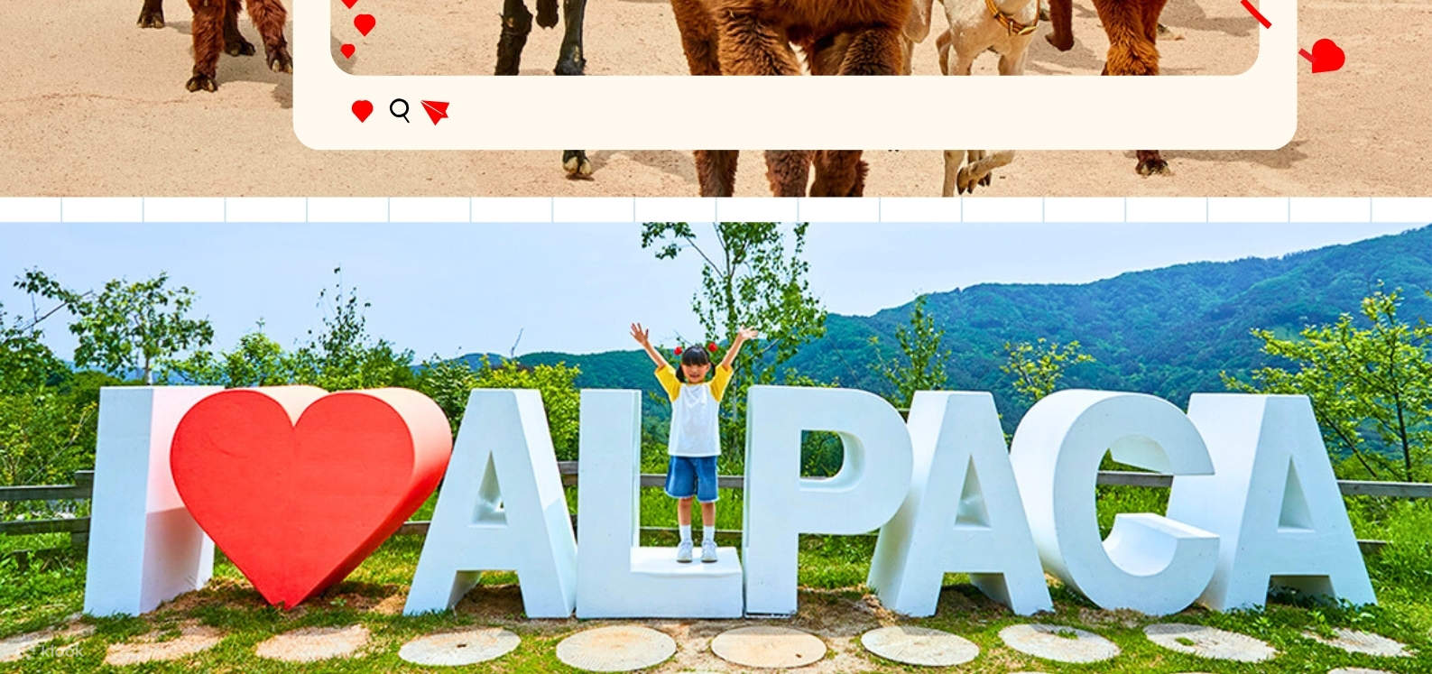 Alpaca Pasture, Strawberry Picking, and Sledding Day Trip from Seoul, South Korea - Klook ...