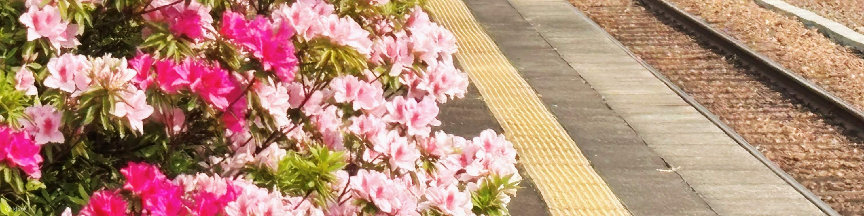 Kyoto: Tango Railway Sea Train, Amanohashidate, and Ine Funaya Cruise ...