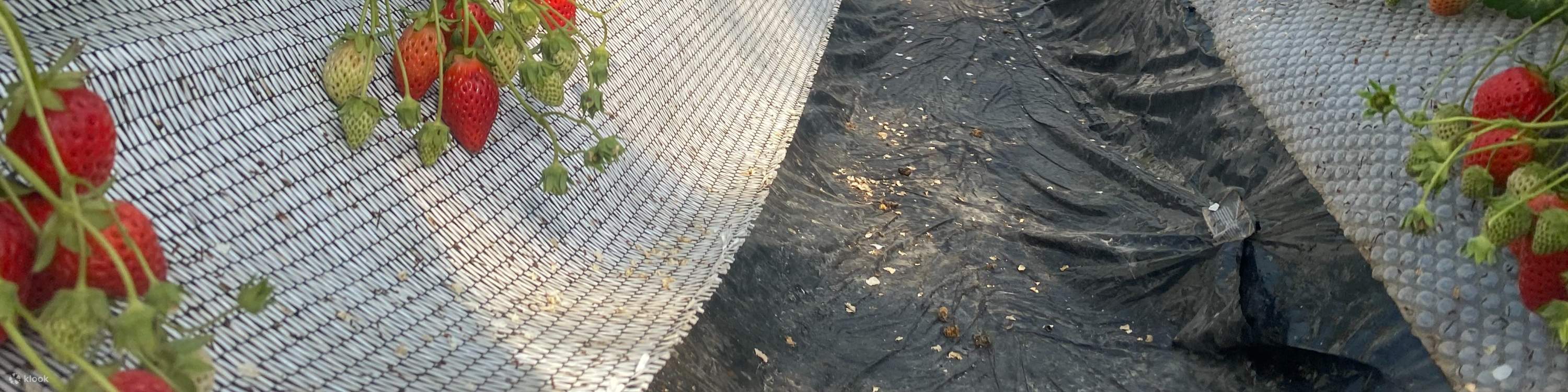 All-you-can-pick and eat organic strawberries (Yamanashi) - Klook ...