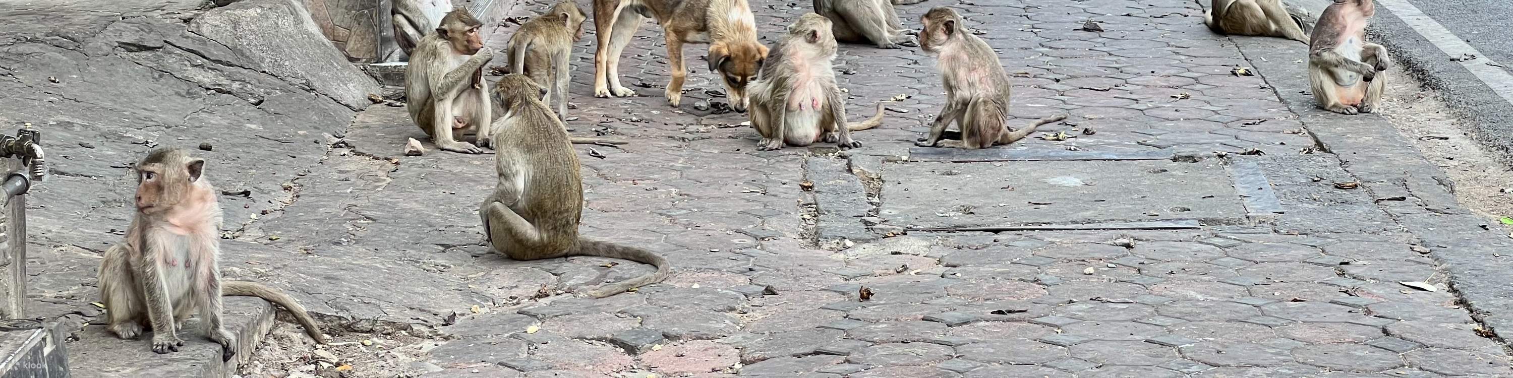 Group Lopburi Tour From Bangkok With Monkey & Cave Temple & Ig Cafe in ...