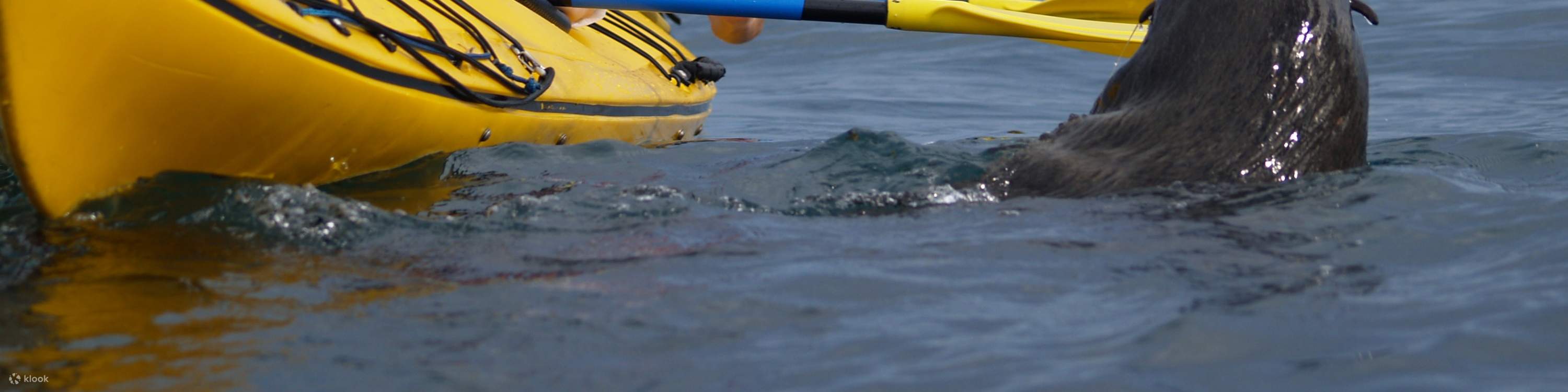 Seal Kayaking Adventure in Kaikoura, New Zealand - Klook