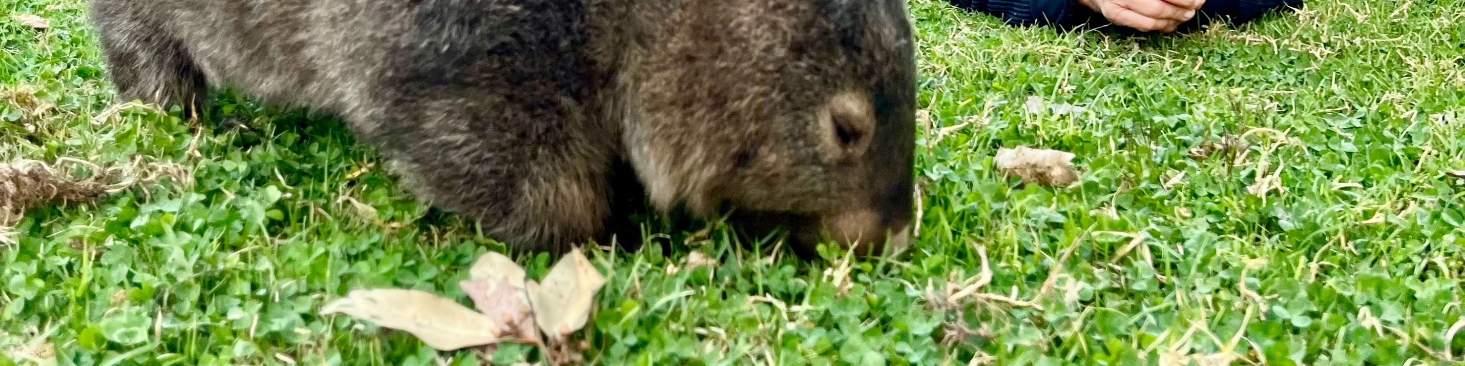 Walking with Wombats and Waterfalls Day Tour from Sydney - Klook Singapore