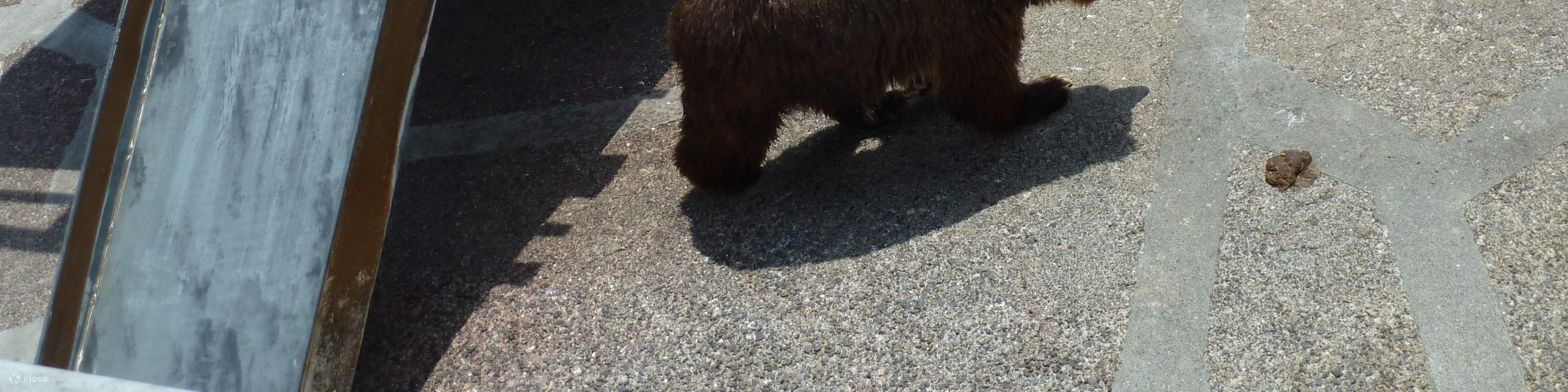 Lake Toya, Showa Shinzan Bear Farm, and Noboribetsu Jigokudani Day Tour ...