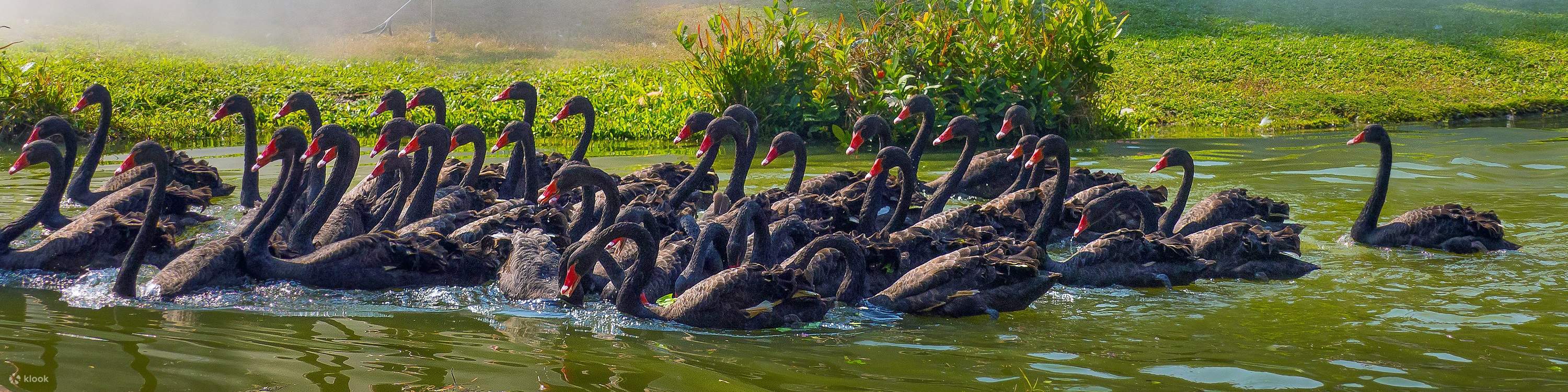 Chimelong Bird Park Guangzhou - Klook