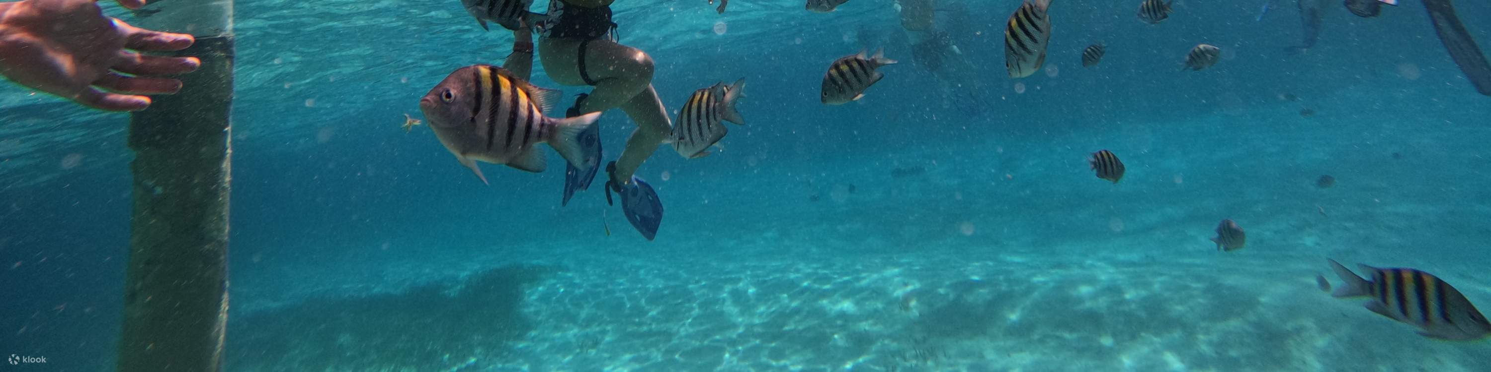 Explore the Best 5-in-1 Snorkeling Tour with Turtles, Reefs, Musa, and ...