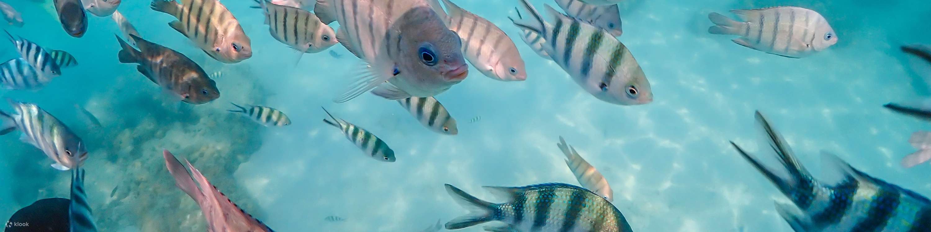 Bergabunglah Dari Pattaya: Pengalaman Pulau Nemo Dengan Foto Drone Dan ...