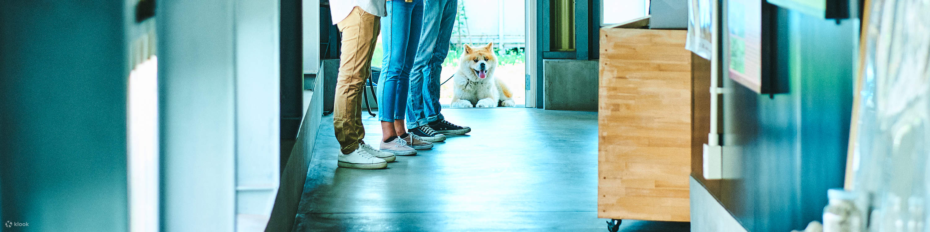 Unleash Adventure: Explore with Akita Dogs | Premier Tours at Akita ...