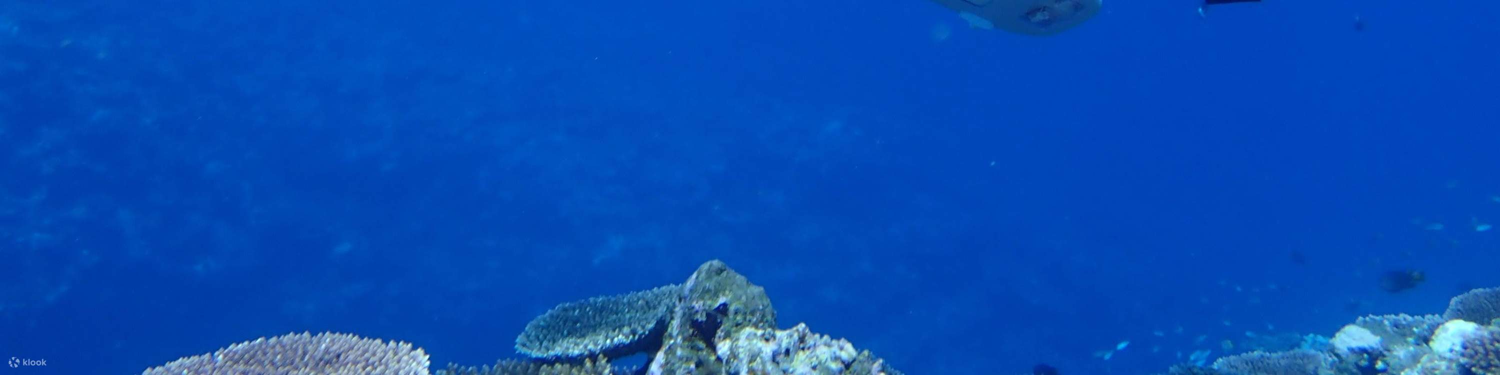 Online reservation for Sea Turtle Snorkeling & Premium Snorkeling ...