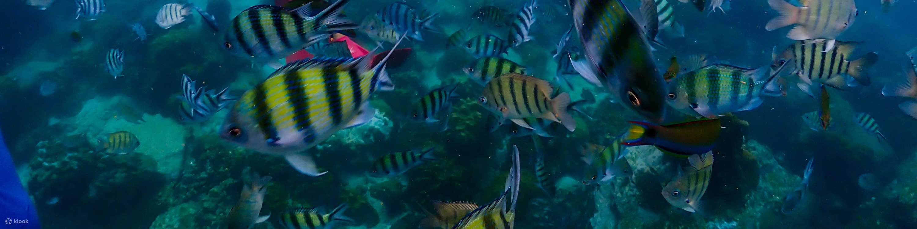 Bergabunglah Dari Bangkok : Pengalaman Pulau Nemo Dengan Foto Drone Dan ...