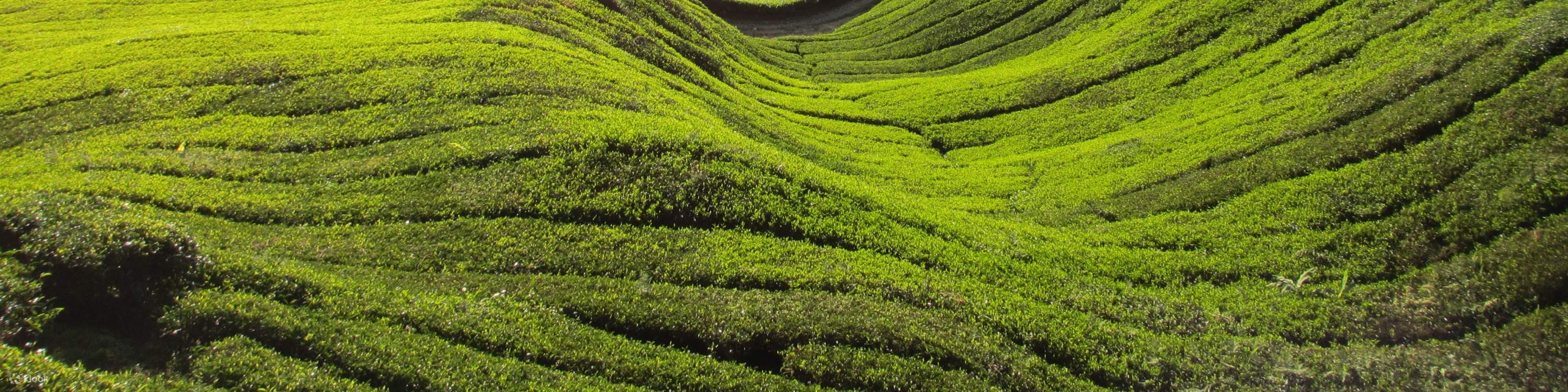 Cameron Highlands Full Day Tour Klook India