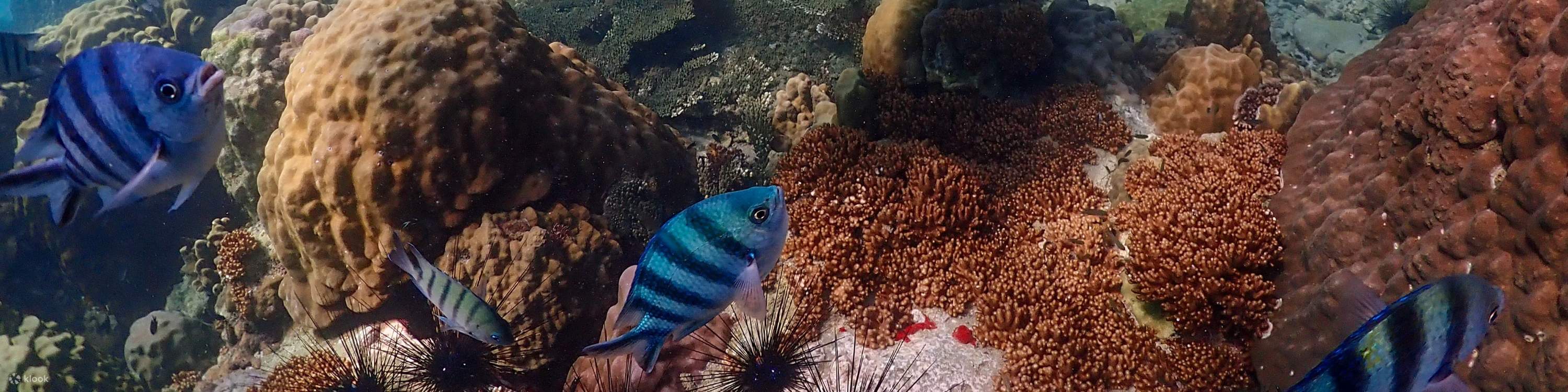 Bergabunglah Dari Bangkok : Pengalaman Pulau Nemo Dengan Foto Drone Dan ...