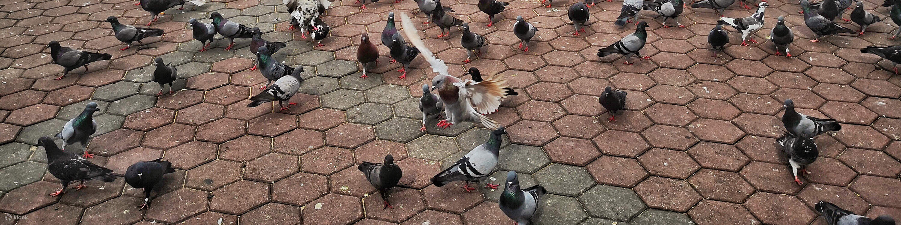 Separuh Hari Jelajah Pinggir Bandar Kuala Lumpur dan Batu Caves - Klook ...