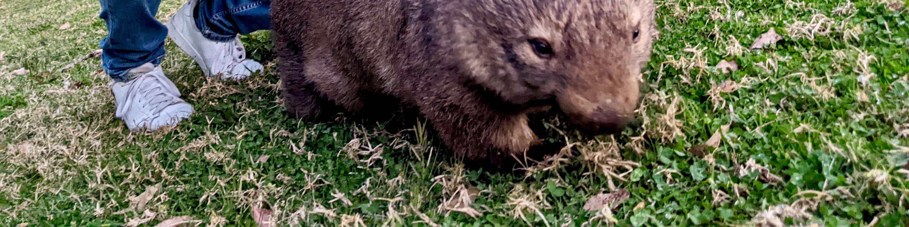 Walking with Wombats and Waterfalls Day Tour from Sydney - Klook