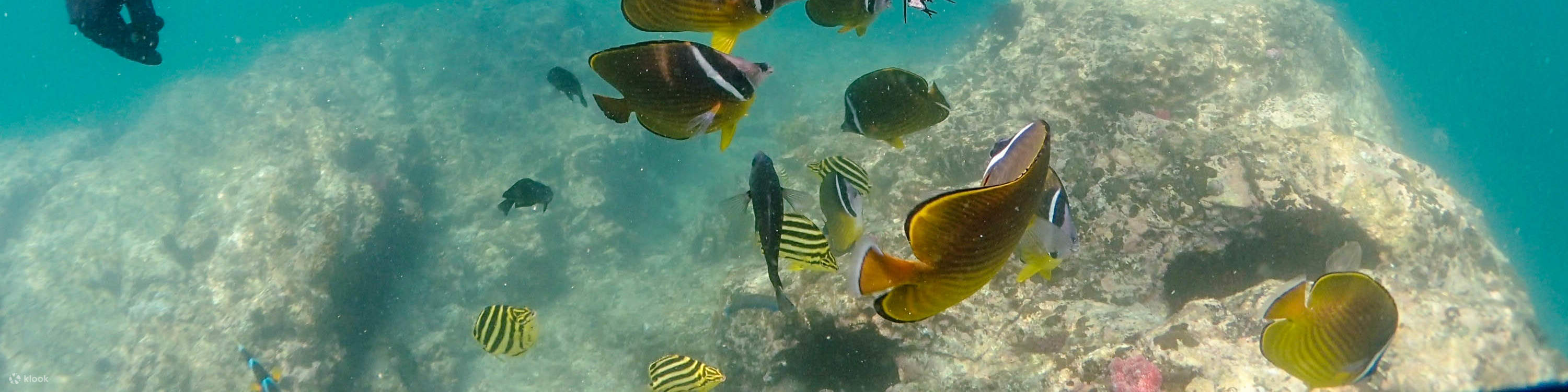 Boat Snorkeling Experience in Nobeoka, Miyazaki - Klook
