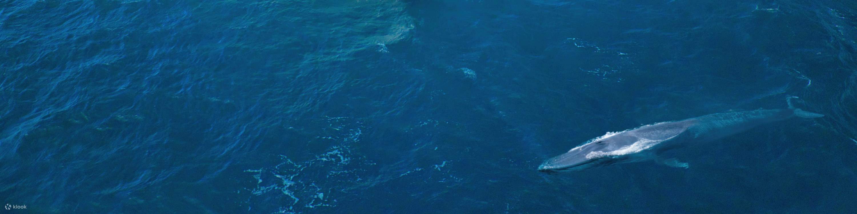Tikapa Moana Whale And Dolphin Wildlife Cruise in Auckland - Klook ...