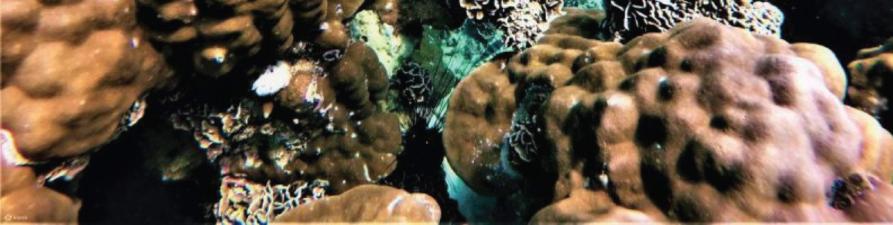 Join In Pattaya Islands Hopping (Ko Phai/koh Rin/koh Ped) By Luxury ...