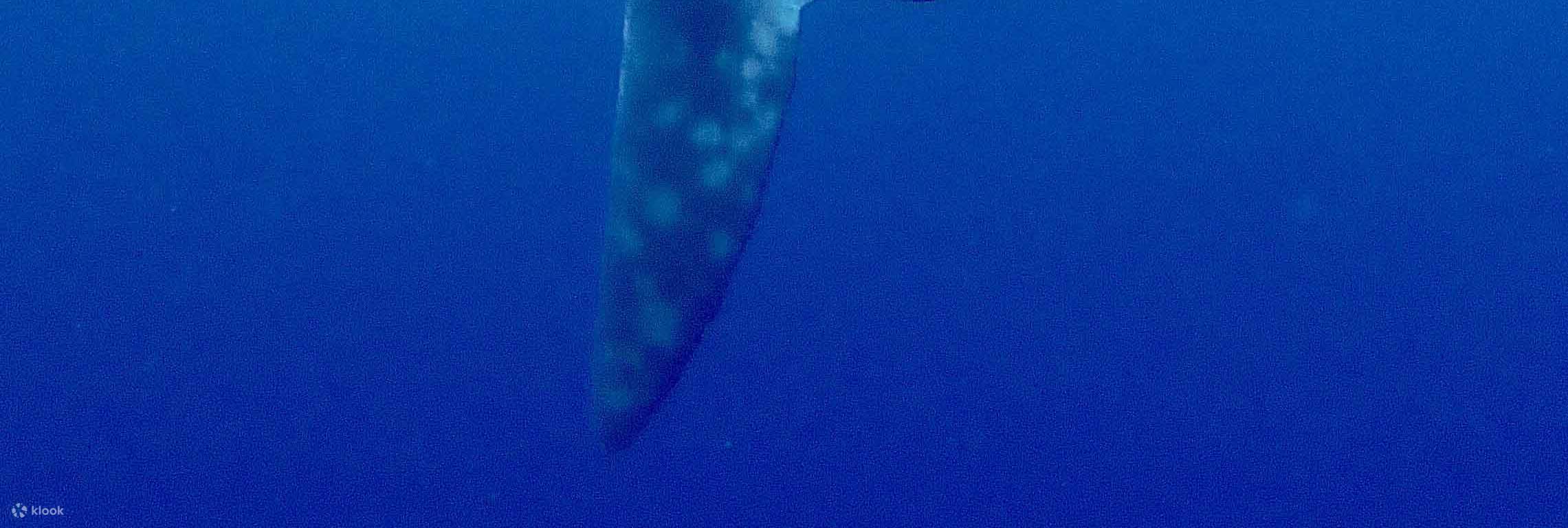 PADI Discover Scuba Diving with 2 Dives Nusa Penida in Bali with PADI 5 ...