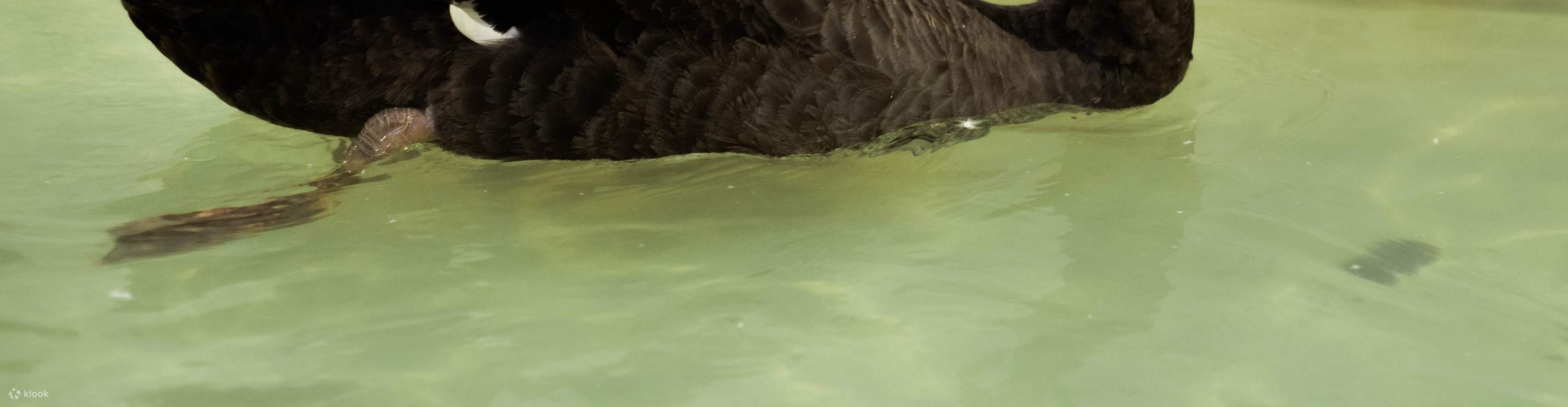 Just Farm @ Just Pets Megastore Ticket - Klook