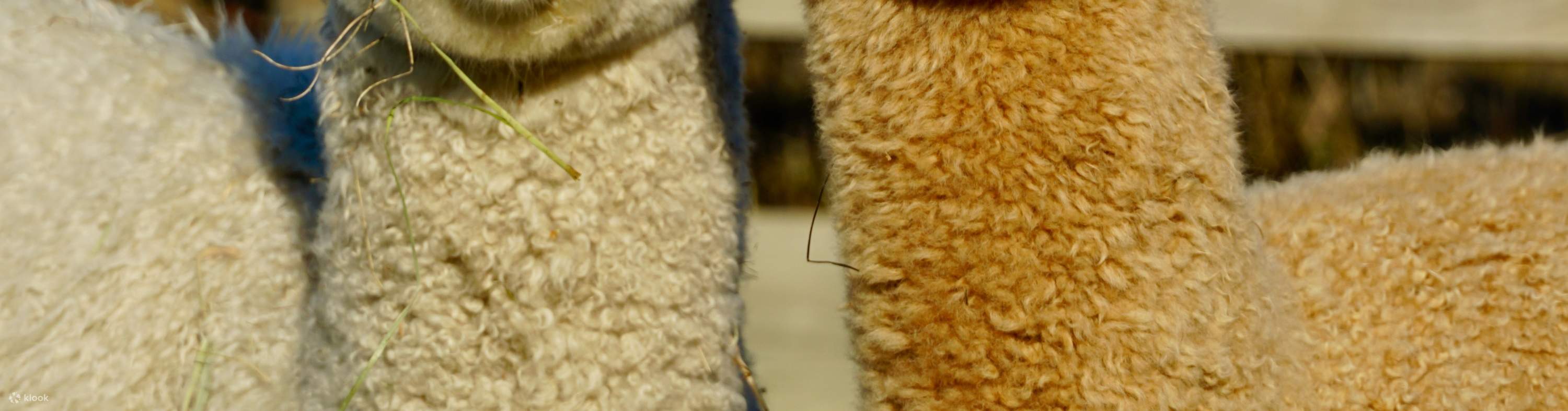 Visita a la granja de alpacas Akaroa Shamarra - Klook Estados Unidos